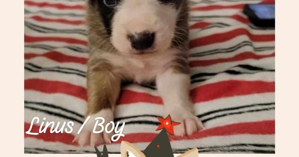 Border Collie Mixed W/Mastiff & American Cattle Dog in Clements, CA ...