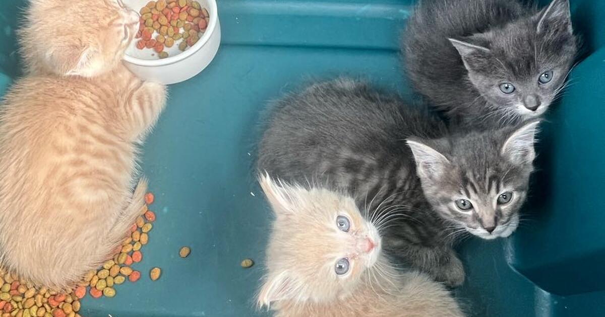 Kittens! for Free in Colorado Springs, CO | For Sale & Free — Nextdoor