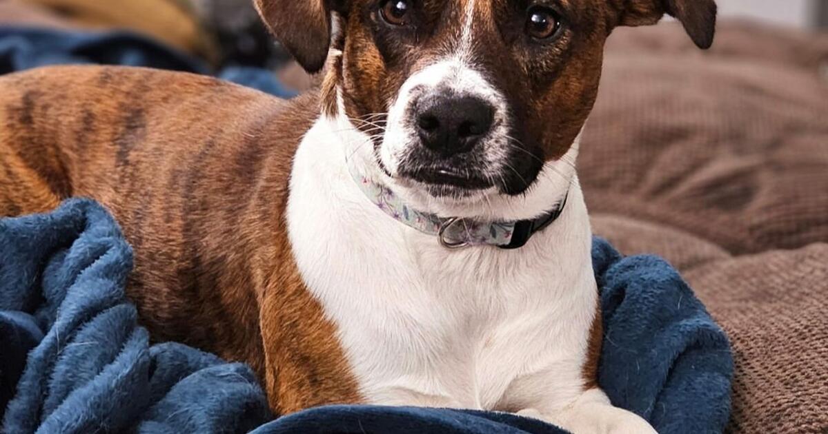 Sadie - Dog for $50 in Charlotte, NC | For Sale & Free — Nextdoor
