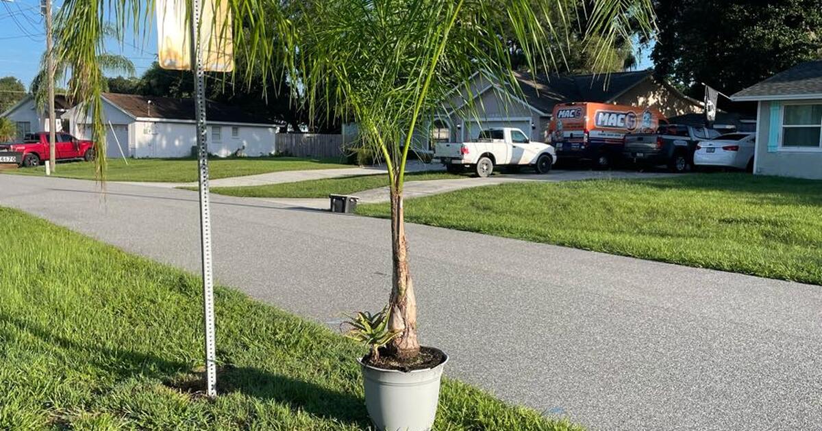 FREE 10ft QUEEN PALM for Free in Cocoa, FL | For Sale & Free — Nextdoor