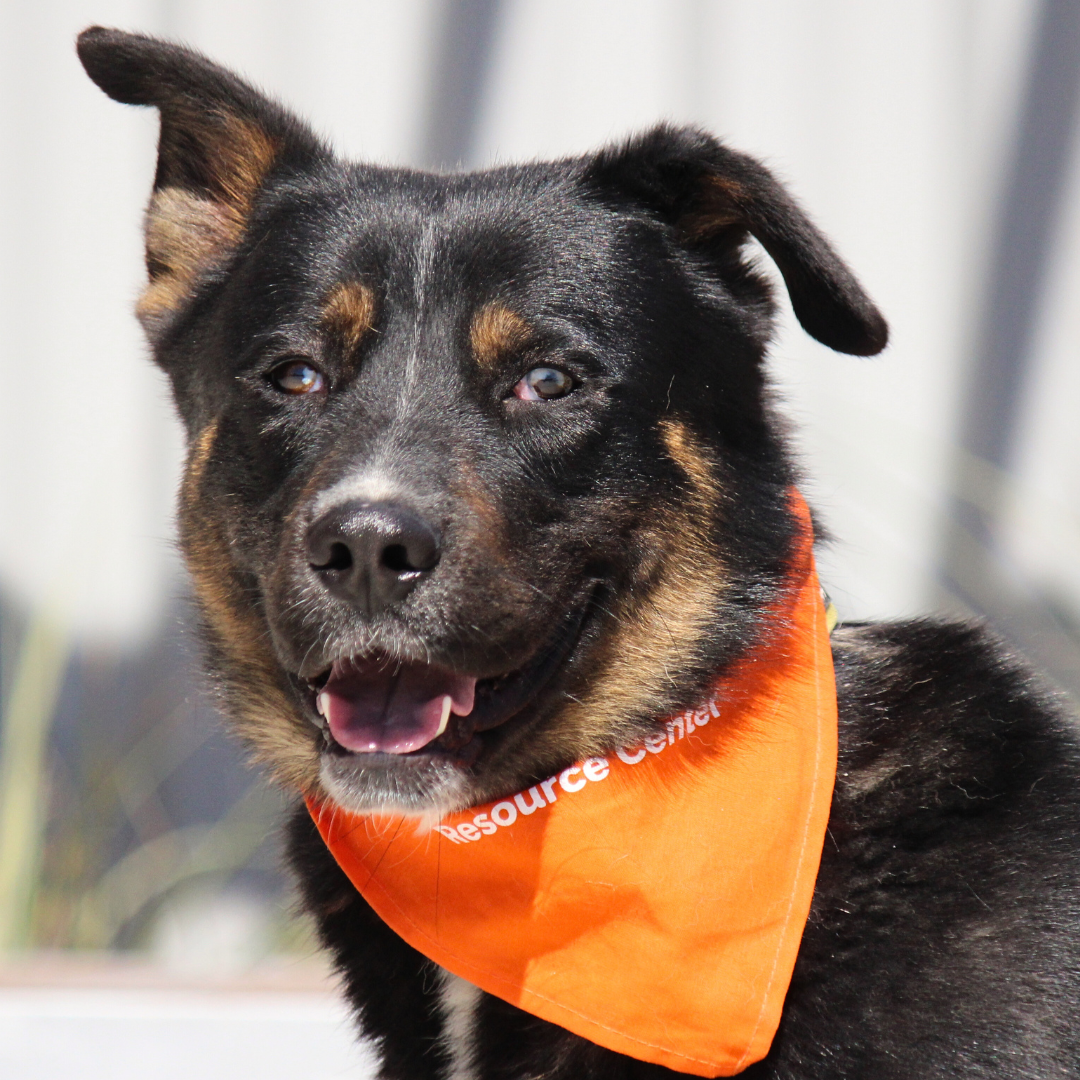 Meet 𝗕𝘂𝘁𝗰𝗵 (𝗔𝟬𝟱𝟰𝟱𝟮𝟬) 💙 This easy-going, cooperative pup is all about ...