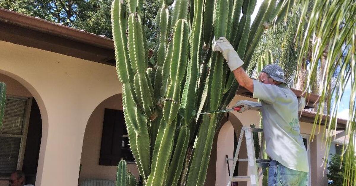 FREE Cactus Trimming, We will come Trim Your Cactus for Free for Free ...