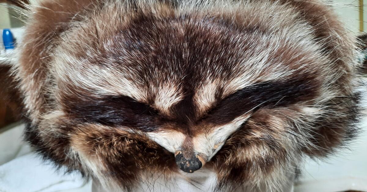 Daniel Boone Coonskin Cap, Racoon Tail, for $125 in Bedford, TX | For ...