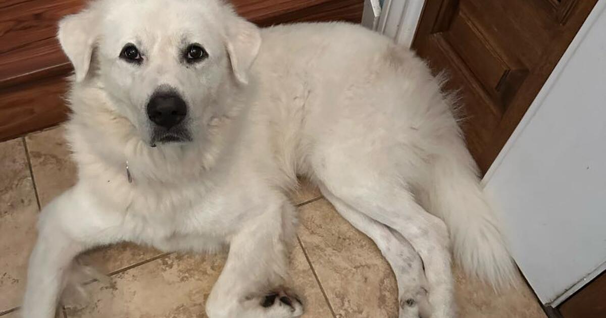 2 LOST DOGS NEED A HOME!! Pure Great Pyrnese & Rhodesia Ridgeback Mix ...