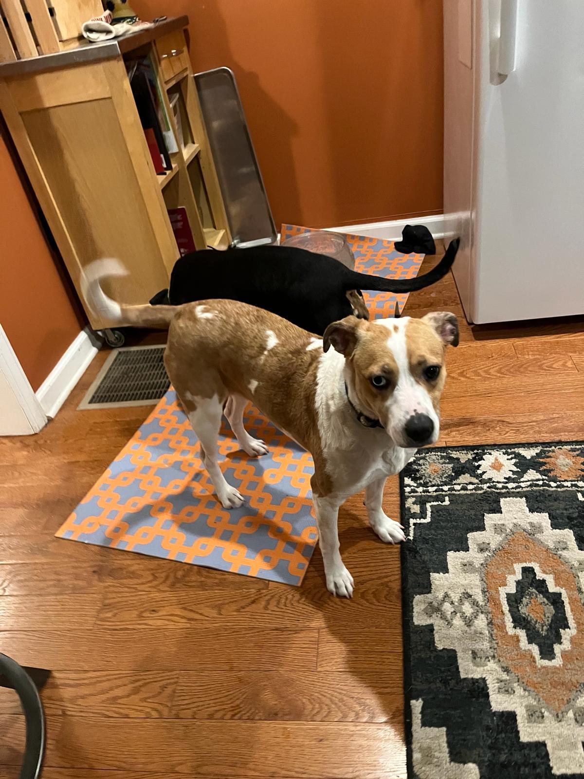 Need to ReHome ChiPit Dog for Free in Kansas City, KS | For Sale & Free ...