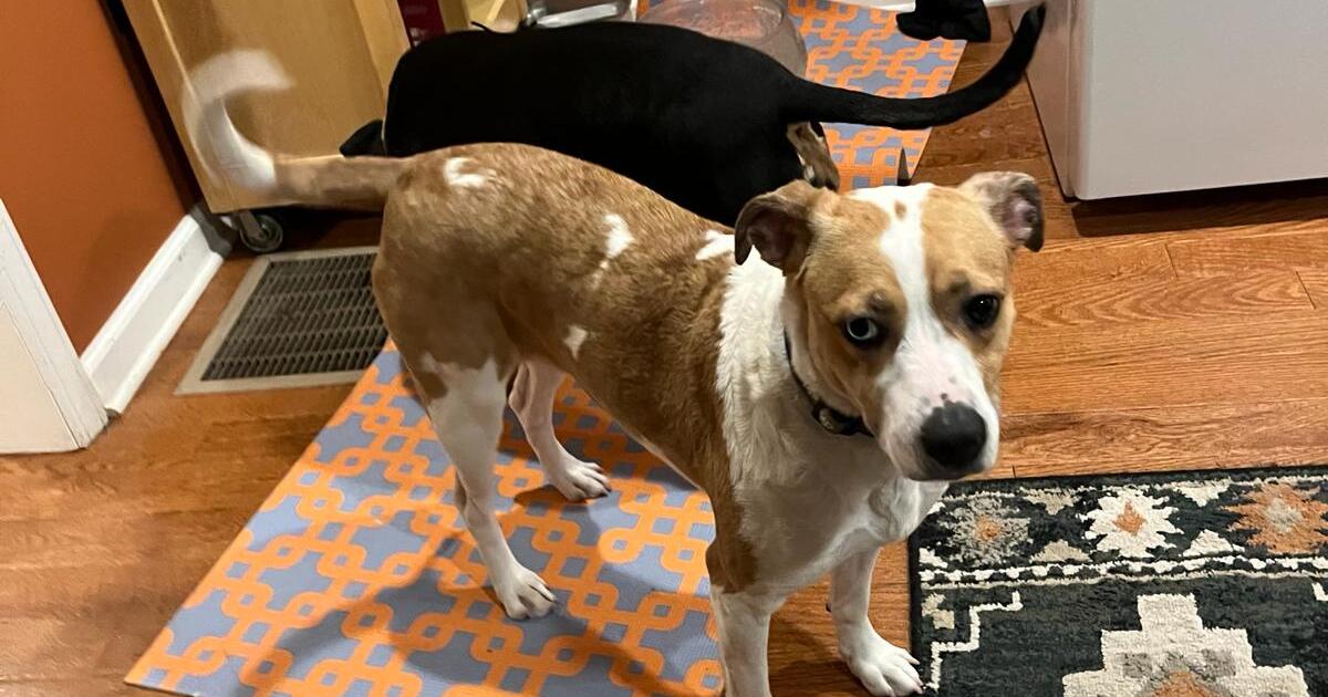 Need to ReHome ChiPit Dog for Free in Kansas City, KS | For Sale & Free ...