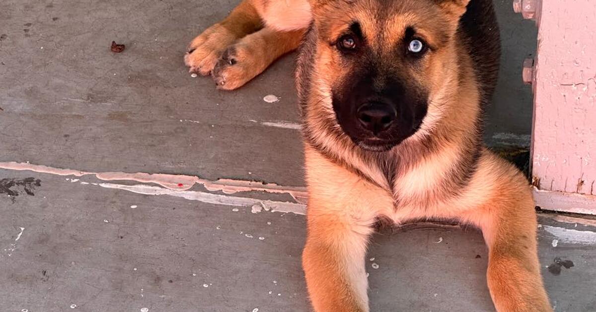 Germán cheaper for Free in Hayward, CA | For Sale & Free — Nextdoor