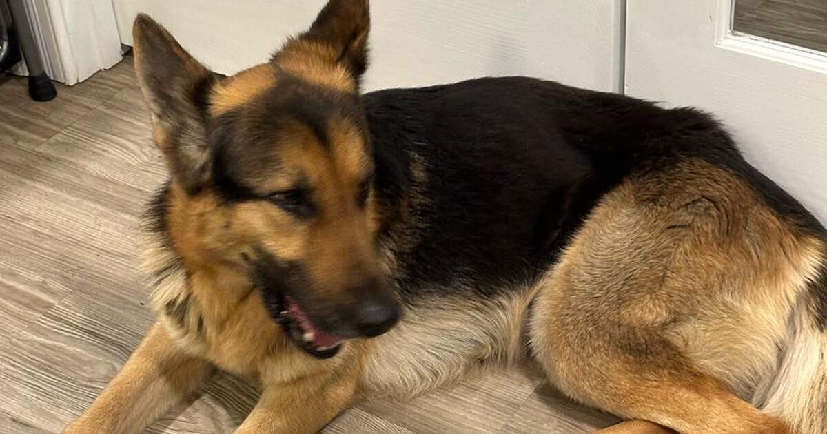 German Shepherd dog for $20 in Wilmington, NC | For Sale & Free — Nextdoor