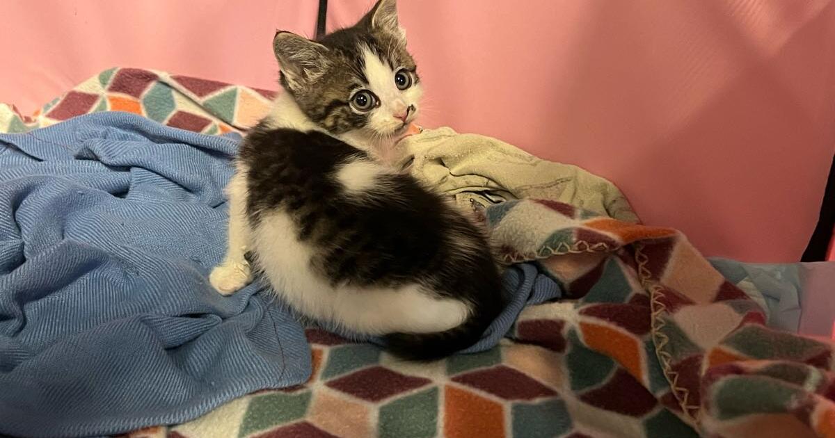 Female Kitten Looking For a Home for Free in Newport News, VA | For ...