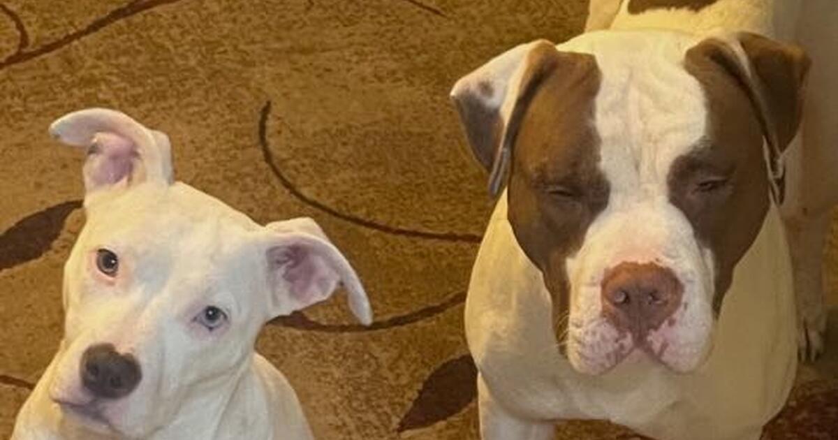 Rehoming Puppy for Free in Virginia Beach, VA | Finds — Nextdoor