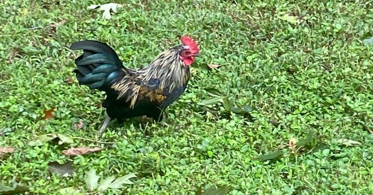 Japanese Pekin Cochin Bantam Roosters for Free in Youngsville, NC ...