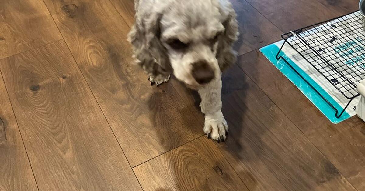 Cockapoo Jack for Free in Delray Beach, FL | For Sale & Free — Nextdoor