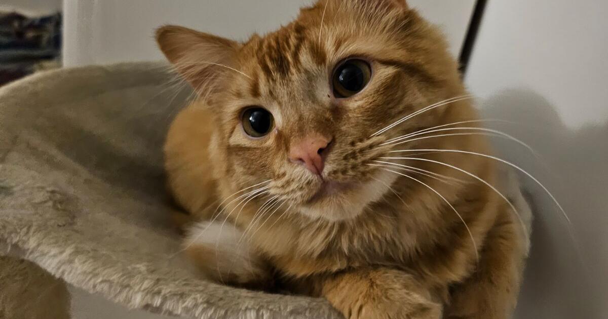 Orange Tabby for Free in Rio Rancho, NM | For Sale & Free — Nextdoor