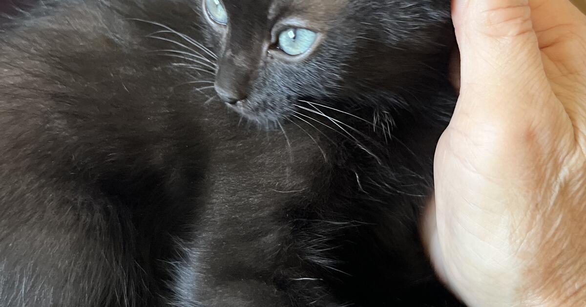 Cute Kitten Ready for His Forever Home for $25 in Oklahoma City, OK ...