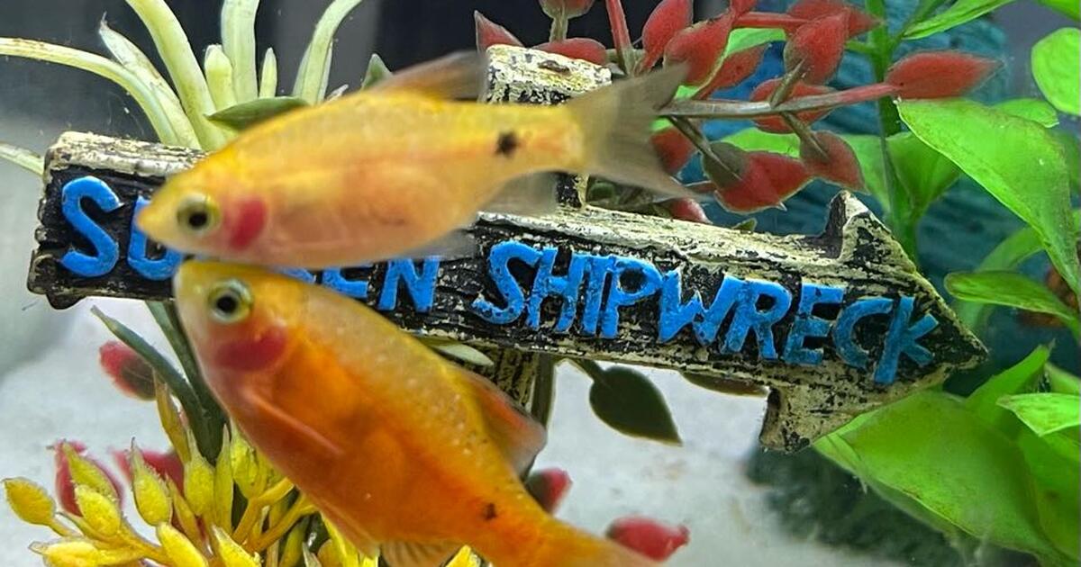 Live Fish Glass Rosy Barbs (2) for $10 in Homestead, FL | For Sale ...