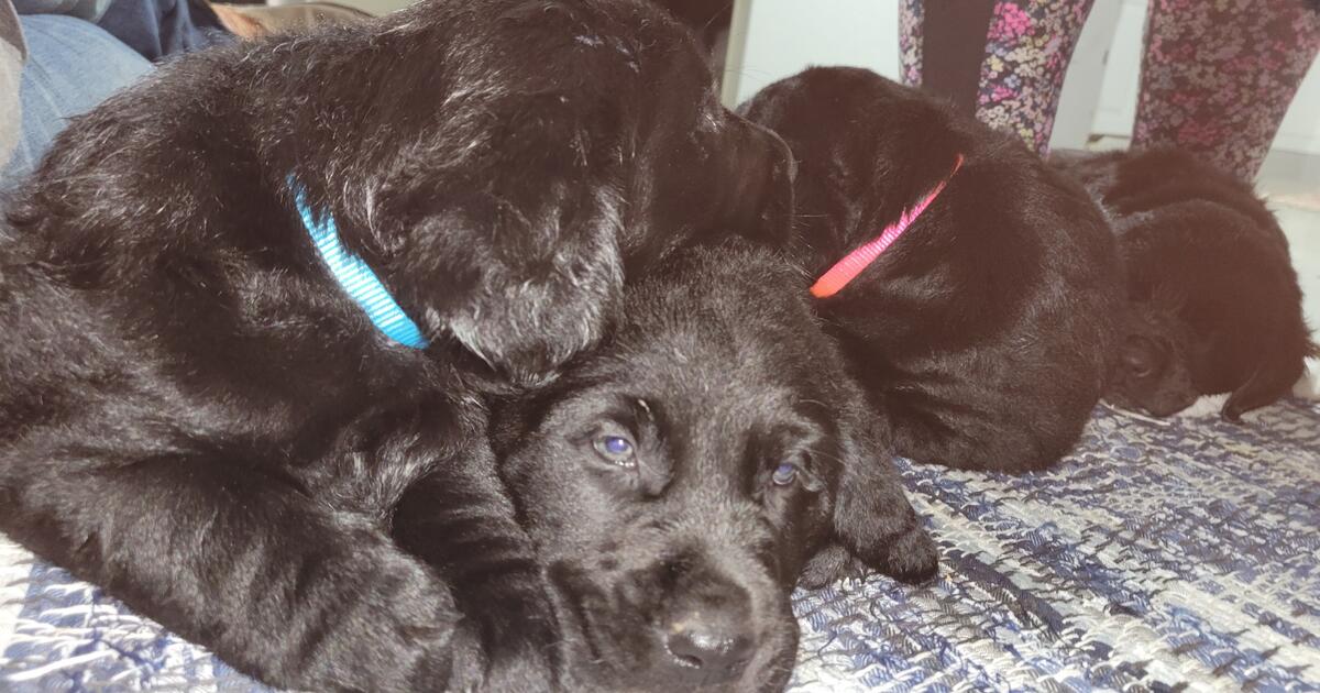 Black Lab ,chocolate Lab Mix Puppies for $105 in Cromwell, IN | For ...