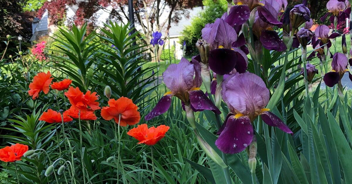 Free beautiful Irises and Day Lilies for Free in Elkins Park, PA | For ...