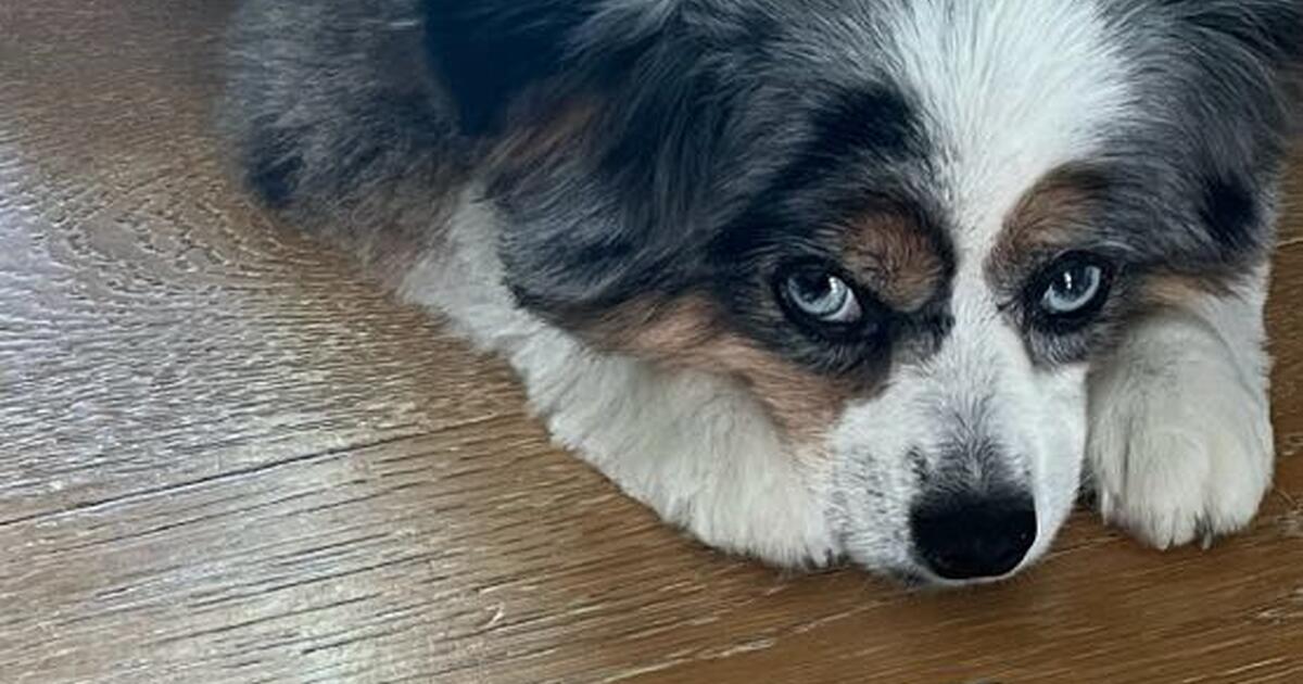 12 year old mini Aussie for Free in Gainesville, FL | For Sale & Free ...