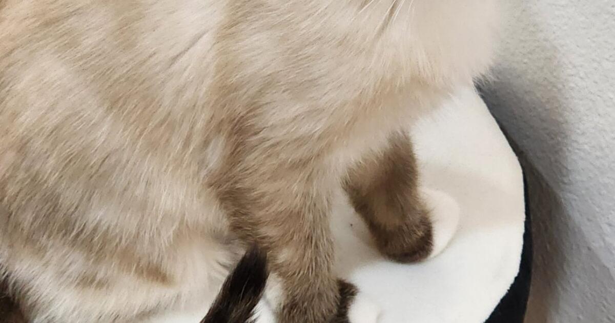 Adorable female Kittens for adoption for Free in San Diego, CA | For ...