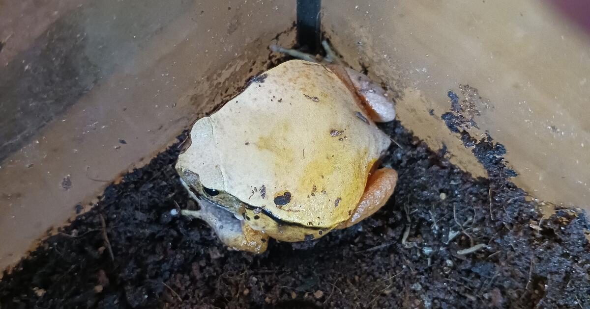 frogs for adoption for $15 in Erlanger, KY | For Sale & Free — Nextdoor