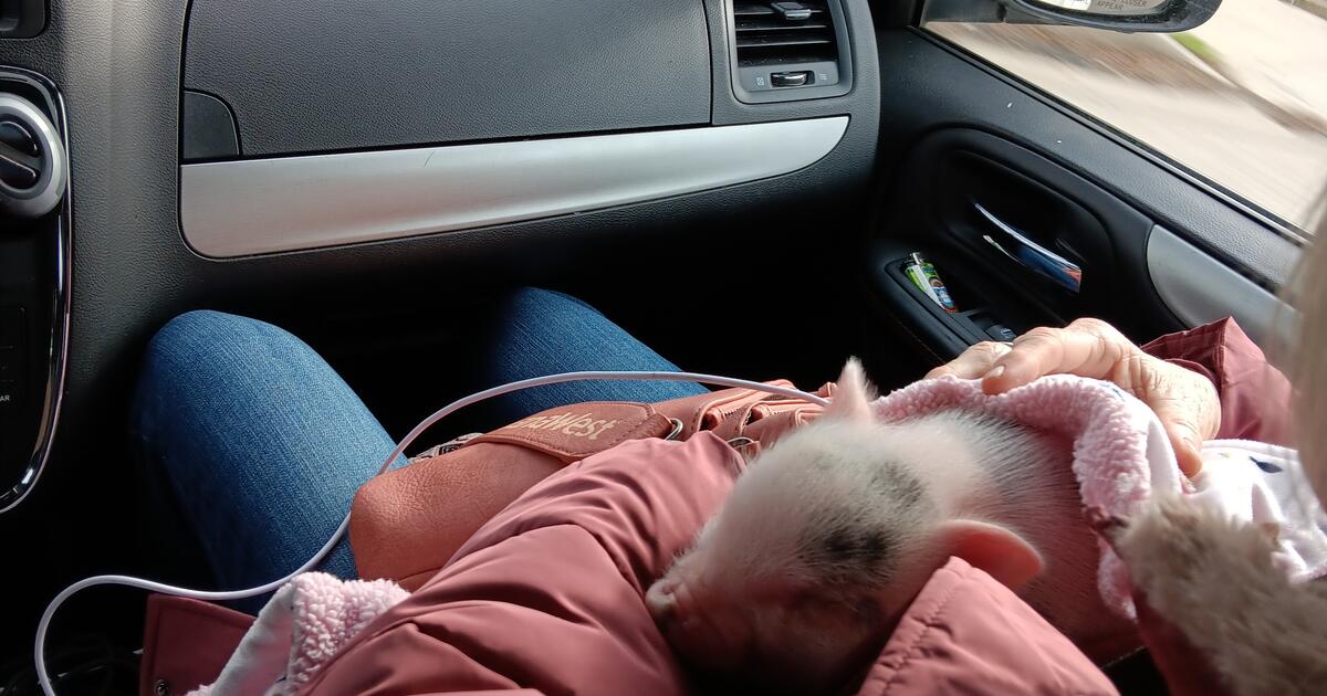 Mini pot belly pig for $130 in Munith, MI | For Sale & Free — Nextdoor