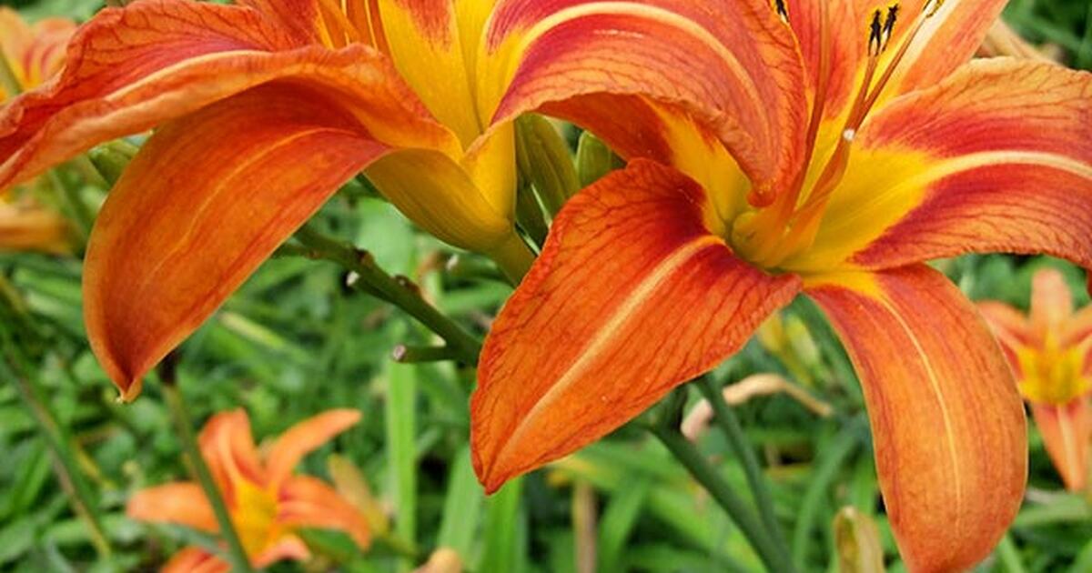Free Old Fashion Orange Daylilies for Free in Loudon, TN | For Sale ...