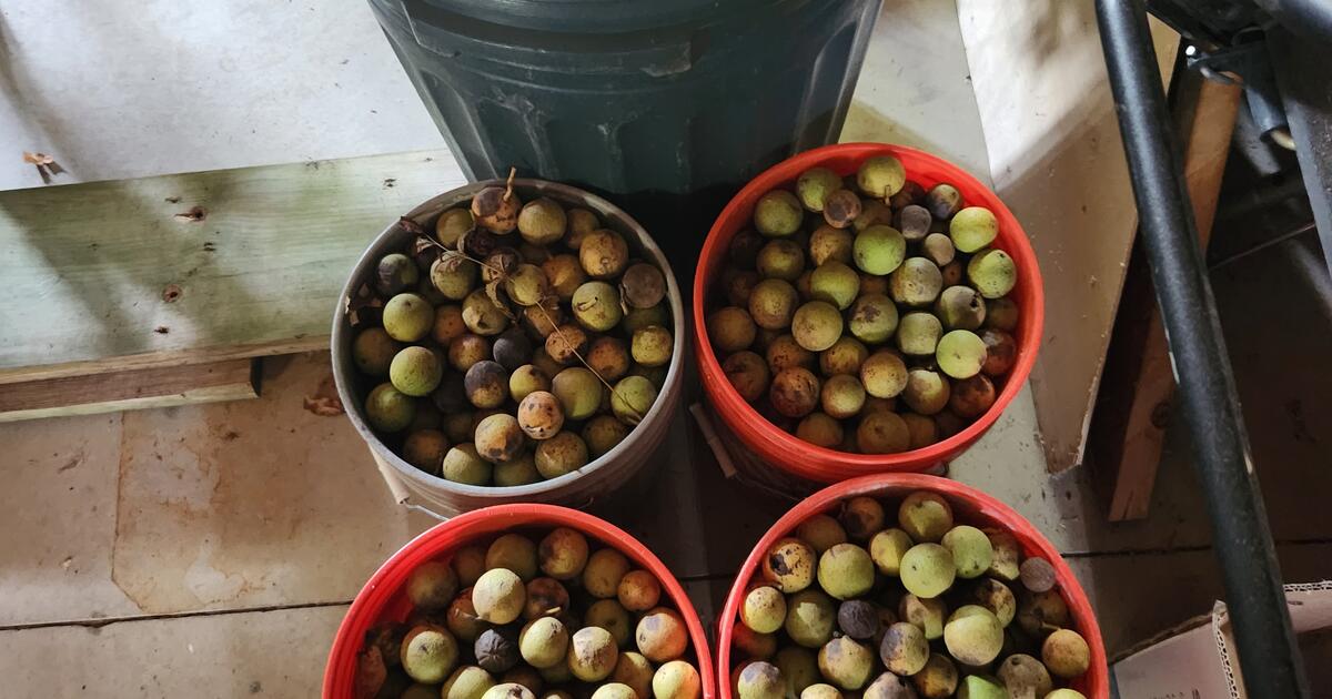 Black Walnuts for Free in Panora, IA | For Sale & Free — Nextdoor