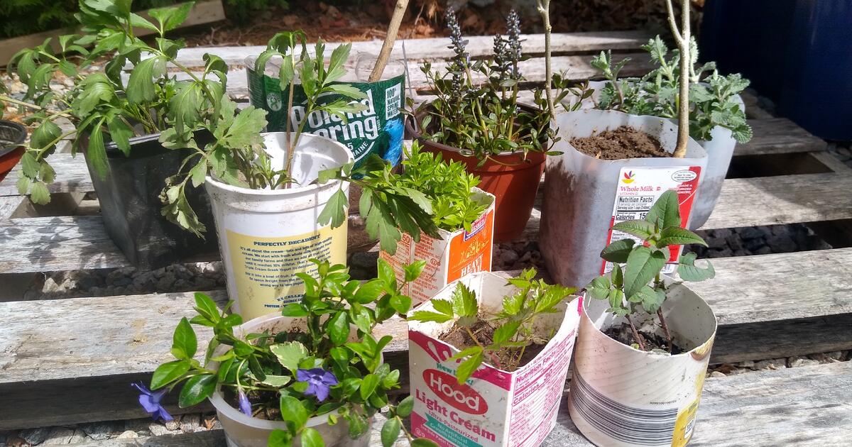 ISO Plant Pots and Containers for Free in Wakefield, RI | Finds — Nextdoor