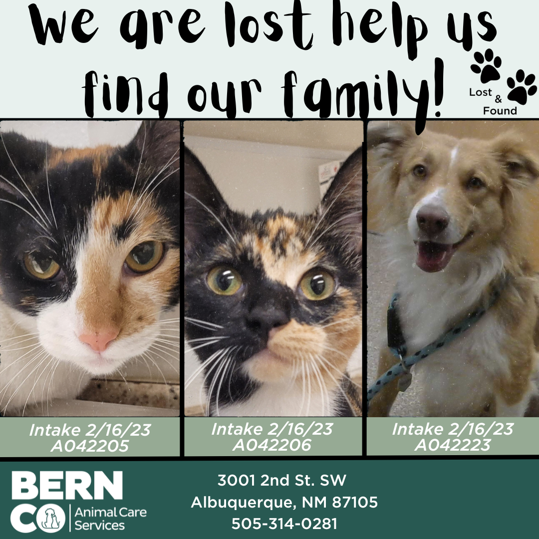 𝑭𝑶𝑼𝑵𝑫: Many lost fur-friends came to us as strays. (Bernalillo County ...