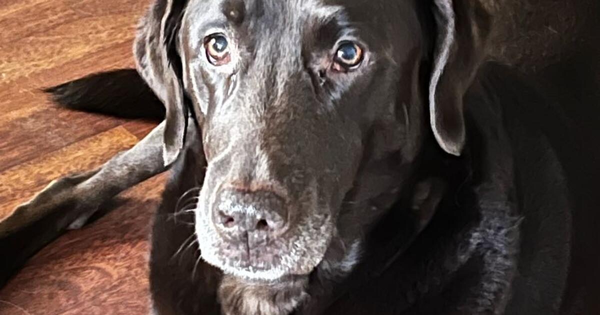 Moose - chocolate lab for Free in Jacksonville, FL | For Sale & Free ...