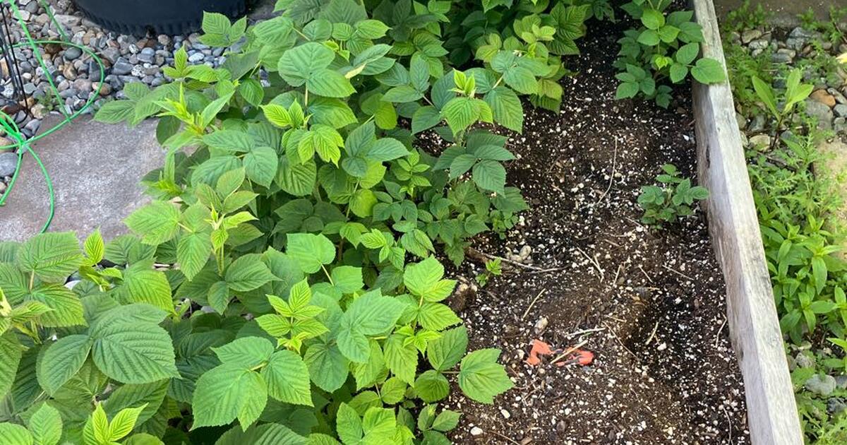 Raspberry starts I have more growing crazy they produce spring and fall ...