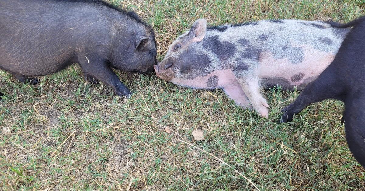 2 male potbelly piglets for Free in Austin, TX | For Sale & Free — Nextdoor
