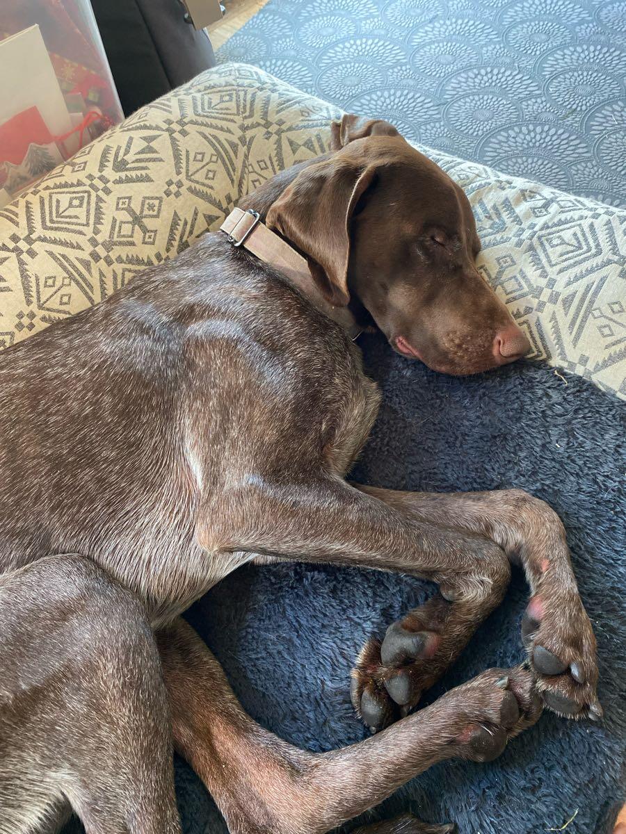 3 year old GSP for Free in Stanton, CA | For Sale & Free — Nextdoor