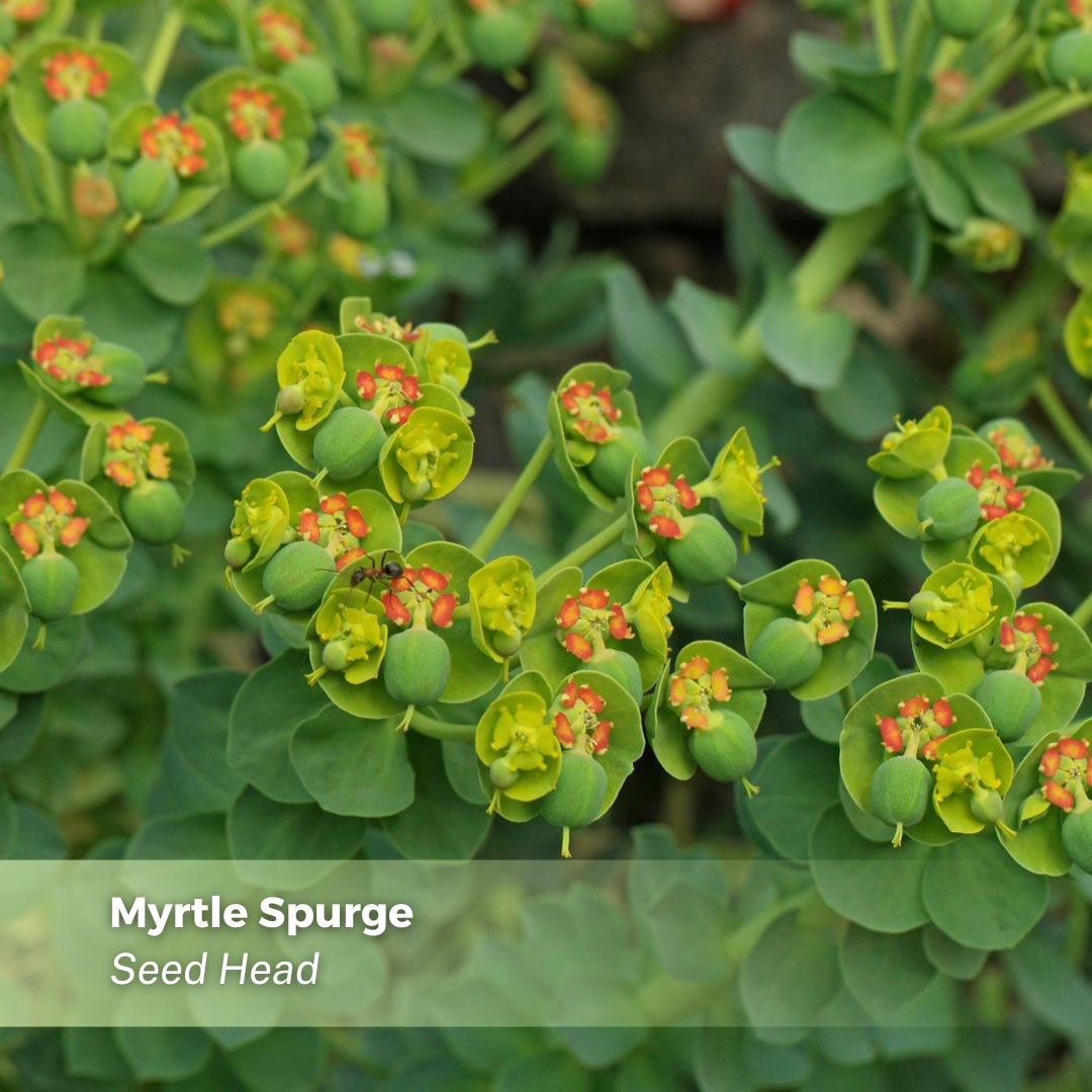 Let's take a look at Myrtle Spurge! (Summit County) — Nextdoor — Nextdoor