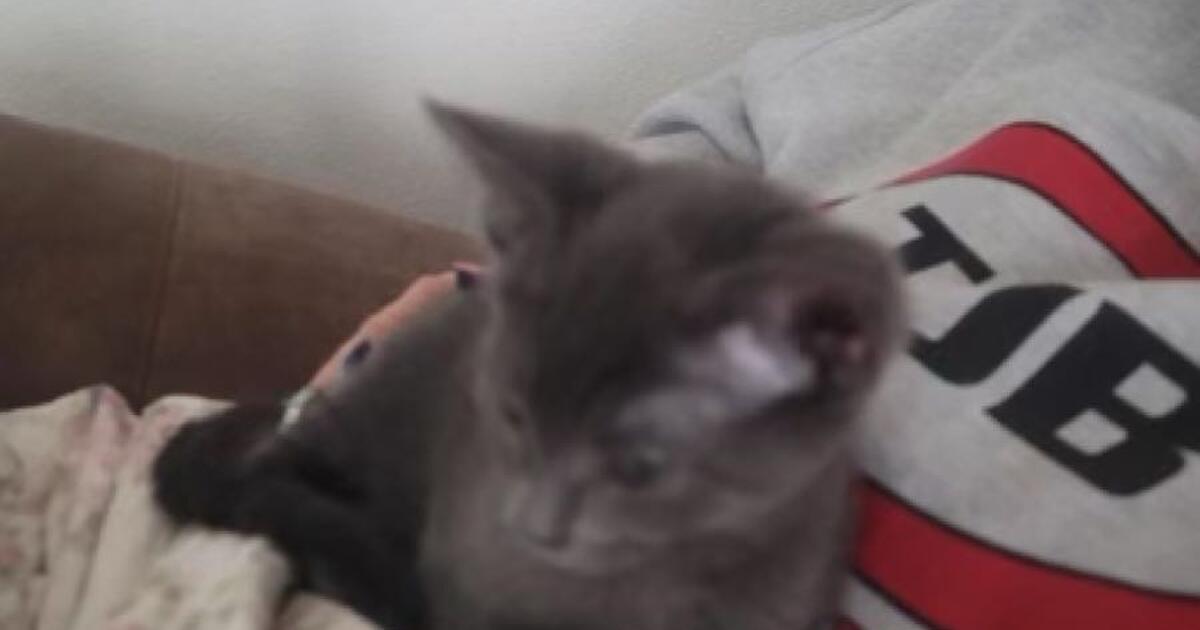 Finding a home for this stray kitty for $10 in Irving, TX | For Sale ...