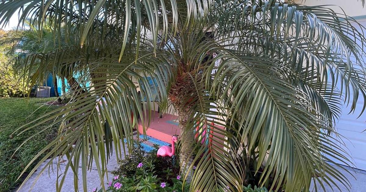 7’ tall single trunk Robellini palm for $50 in Dunedin, FL | For Sale ...