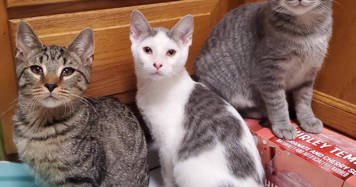 Foster Kittens For Immediate Adoption for $50 in Miamisburg, OH | For ...