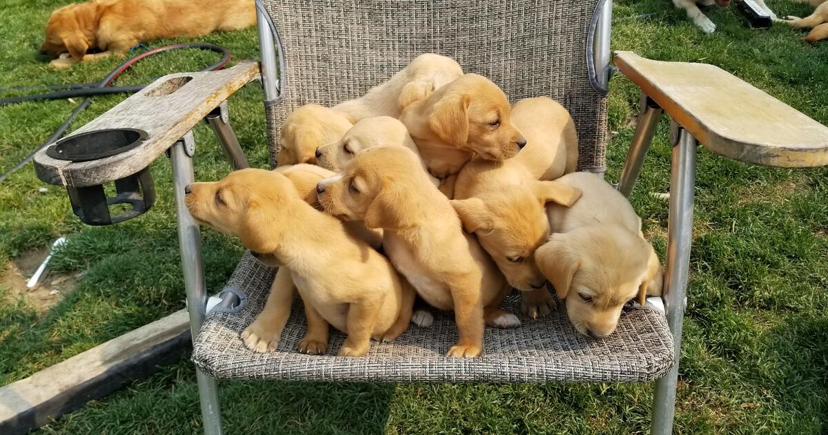 labrador retriever puppies for $600 in Milwaukee, WI | For Sale & Free ...