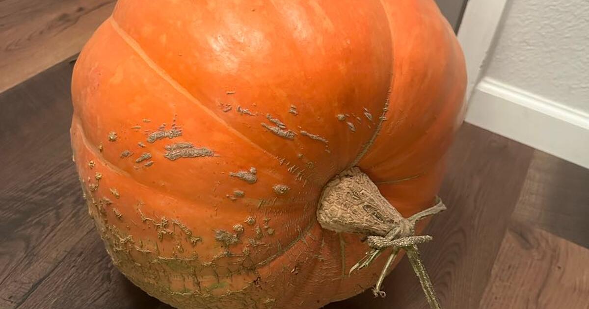 Large home grown pumpkin for free for Free in Superior, CO | For Sale & Free — Nextdoor