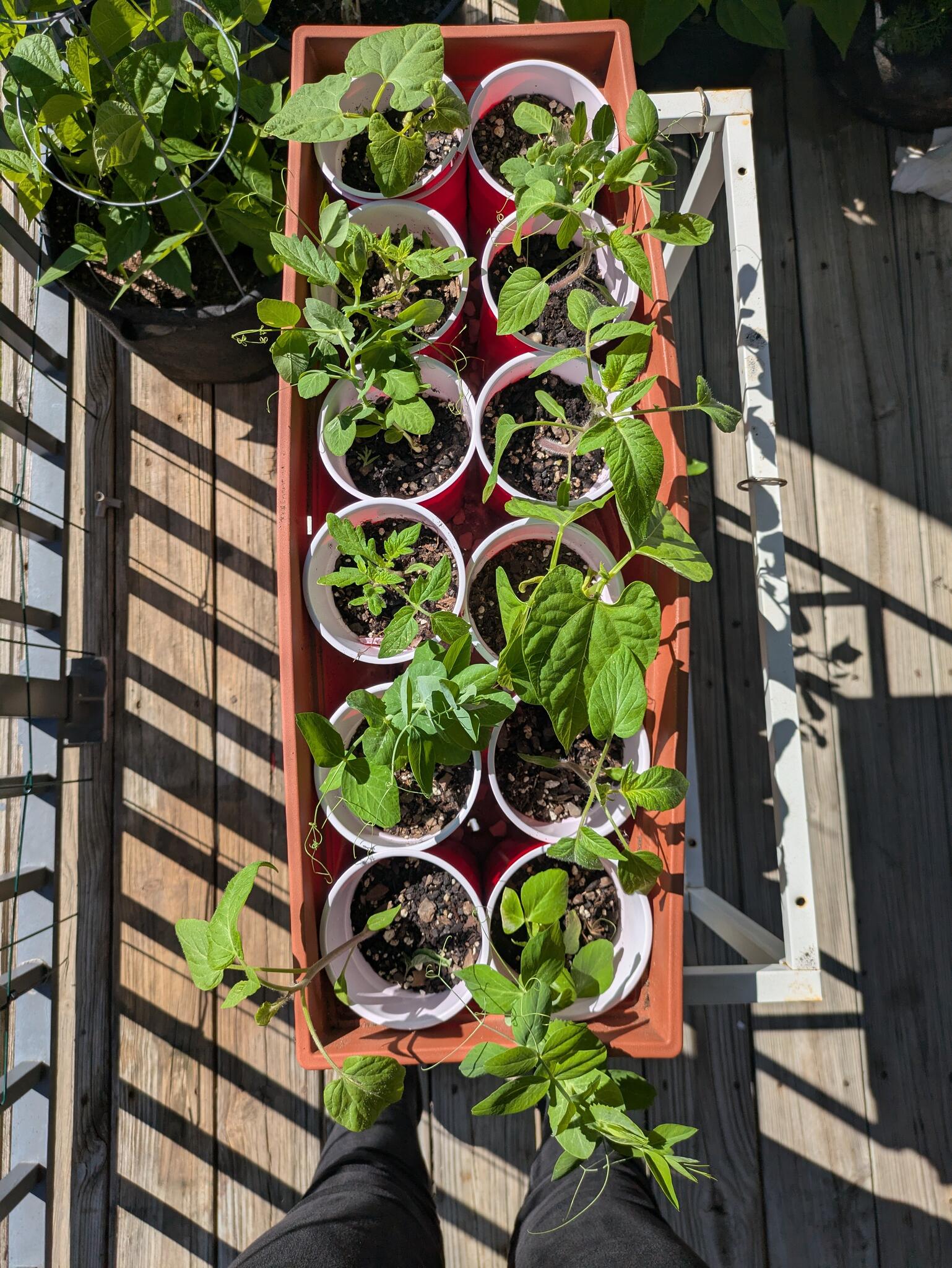 Vegetable Starter Plants for $5 in Clermont, FL | For Sale & Free ...