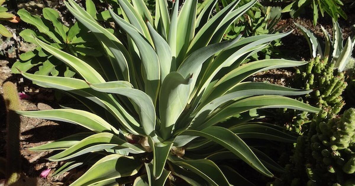 cactus, several succulents, aeoniums and shell ginger for Free in View ...