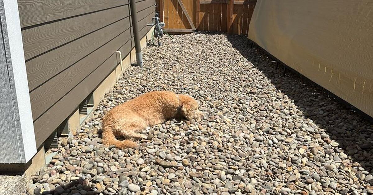 Free smooth river rock and quarter minus gravel - must be picked up ...