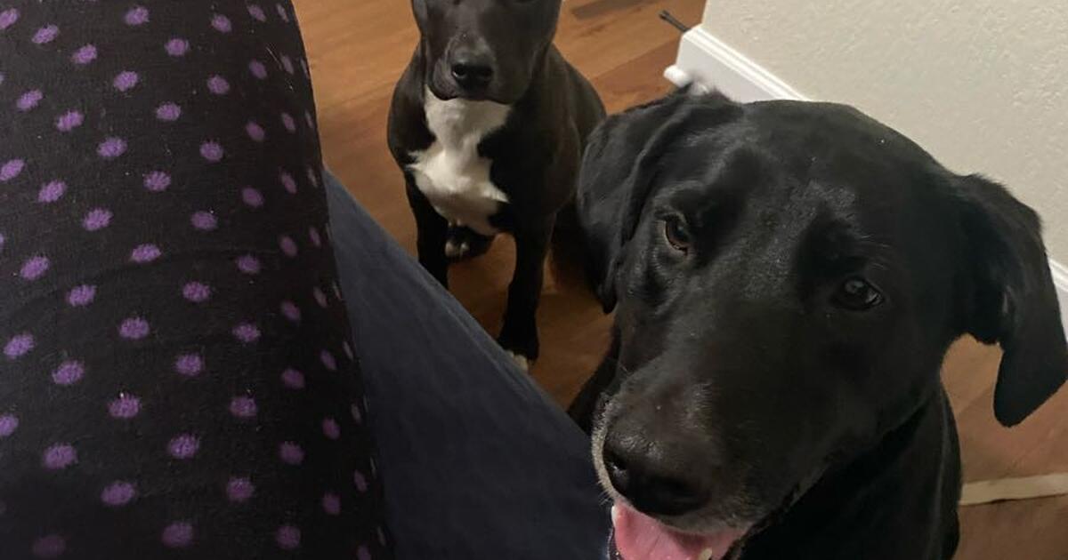 Looking to re-home my dogs for Free in Benton, AR | For Sale & Free ...