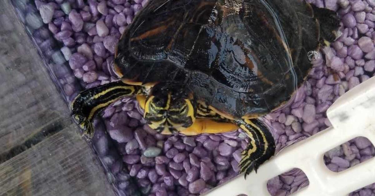 taco the turtle for $35 in Lakeland, FL | Finds — Nextdoor