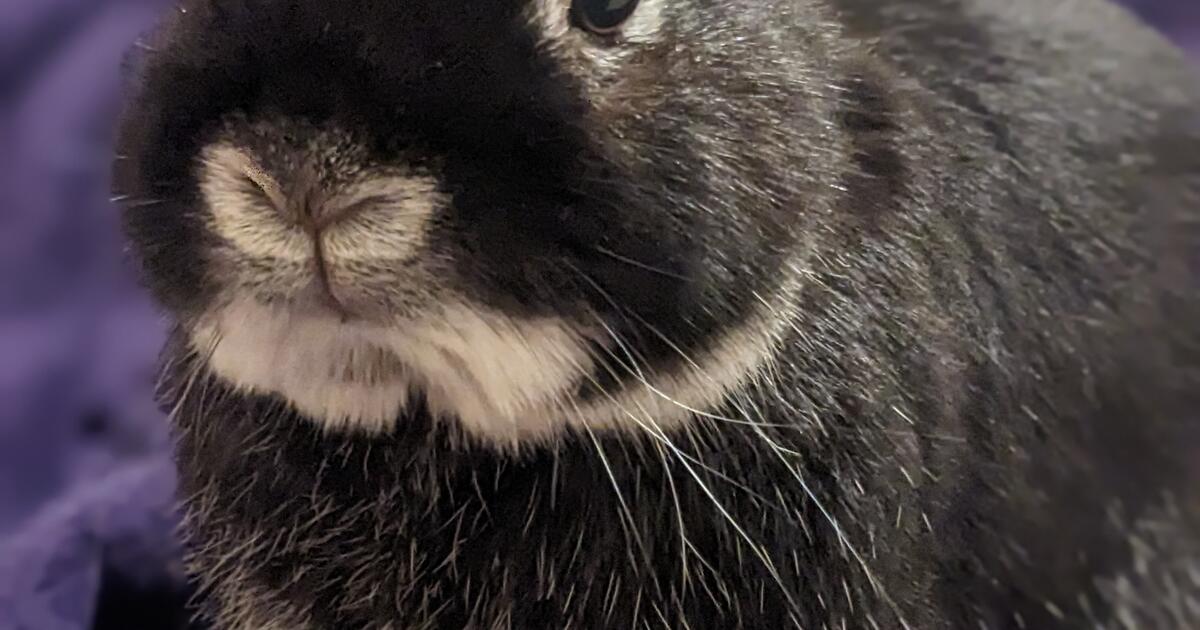 Dwarf House-Trained Bunny to Good Home for Free in La Vista, NE | For ...