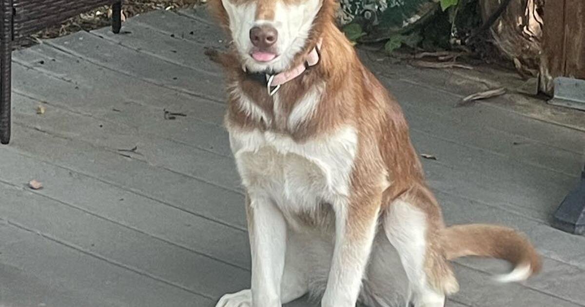 Need to re-home my dog. for Free in Pasco, WA | For Sale & Free — Nextdoor