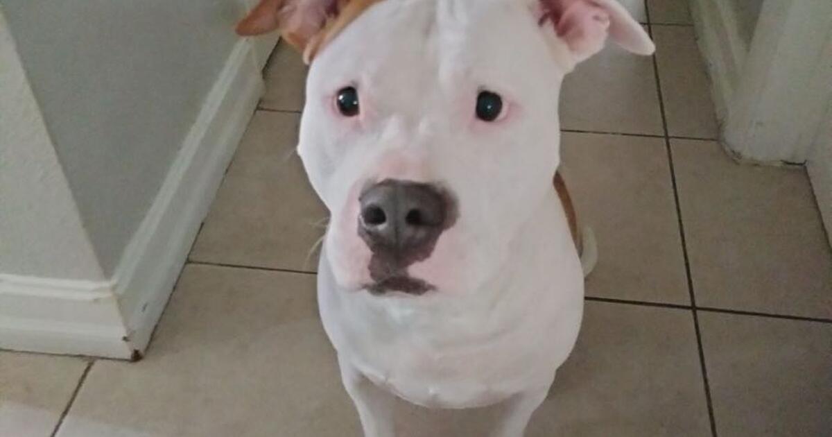 LOST DOG!!!!!! for Free in West Palm Beach, FL | For Sale & Free — Nextdoor