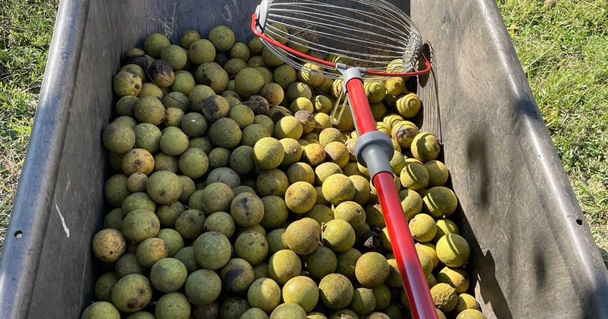Black Walnuts for Free in Chapel Hill, NC | For Sale & Free — Nextdoor