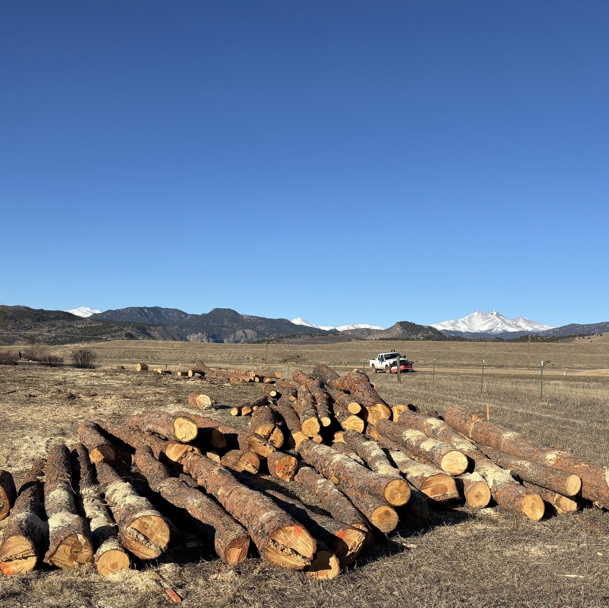 The City of Longmont has a stockpile of Ponderosa pine and Douglas-fir ...