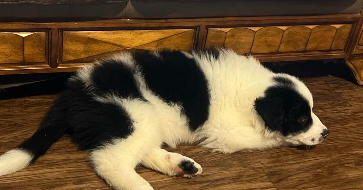 Need to REHOME my 10 week old Australian Shepherd/ Great Pyrenees mix ...